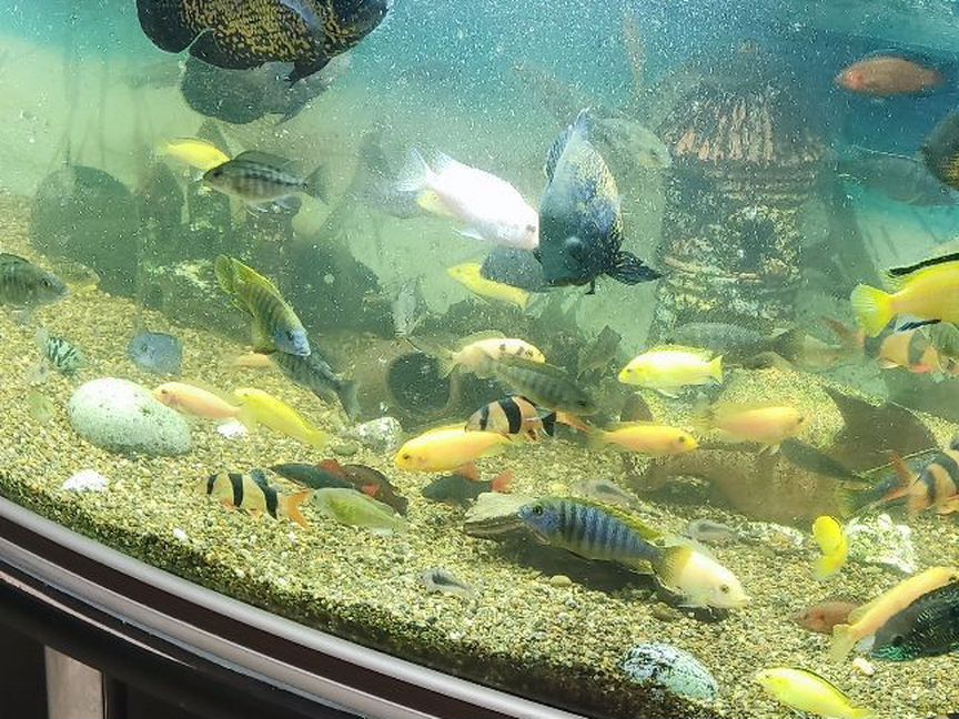 Аквариум