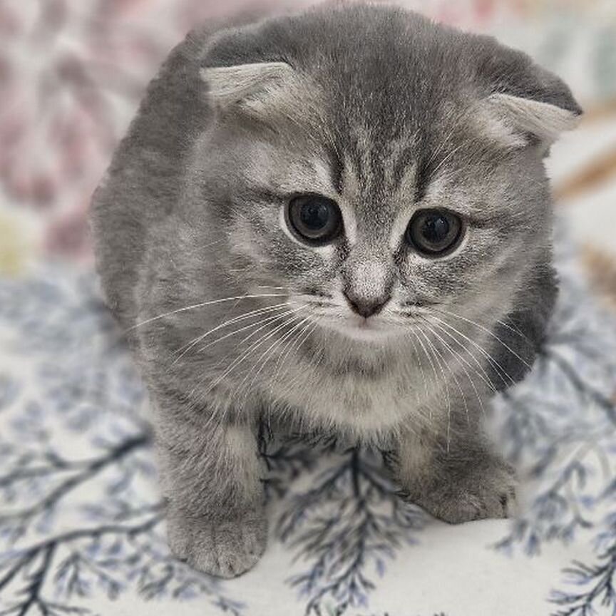 Шотландская