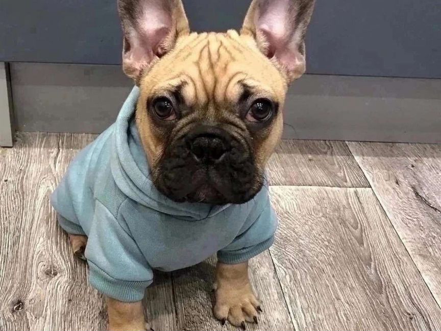 Одежда для собак