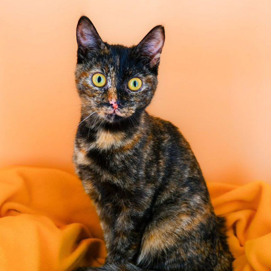 Уютная осенняя киса