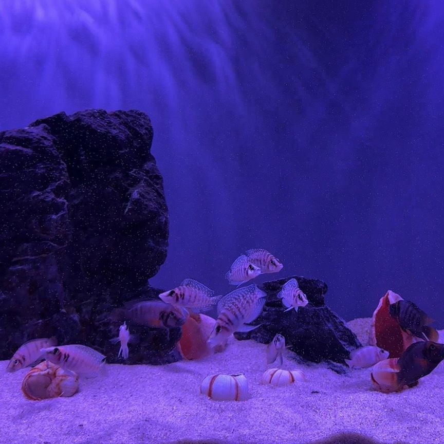Altolamprologus calvus white