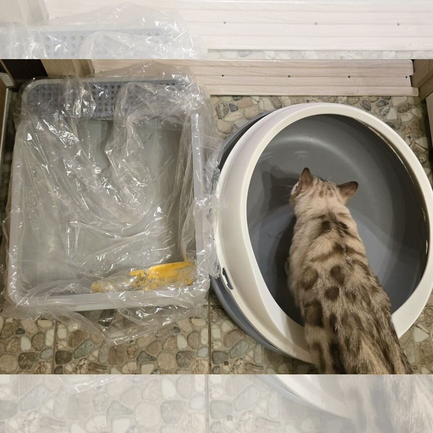 2 кошачьих лотка