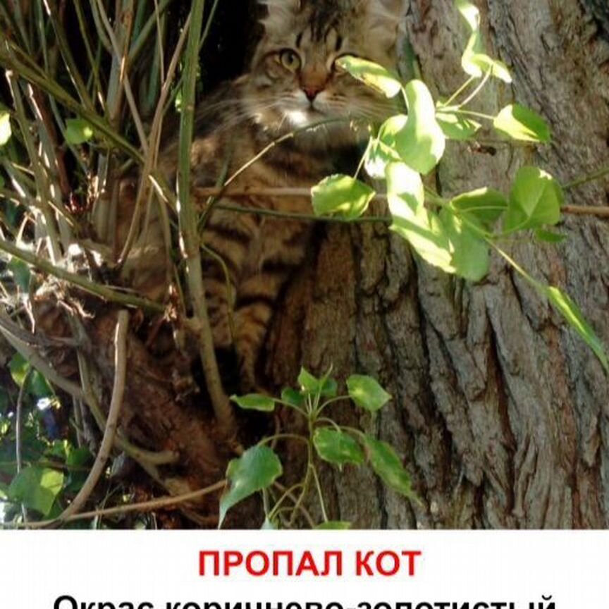 Взрослый кот в добрые руки