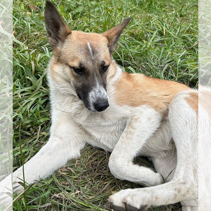 Сибирский хаски, щенок