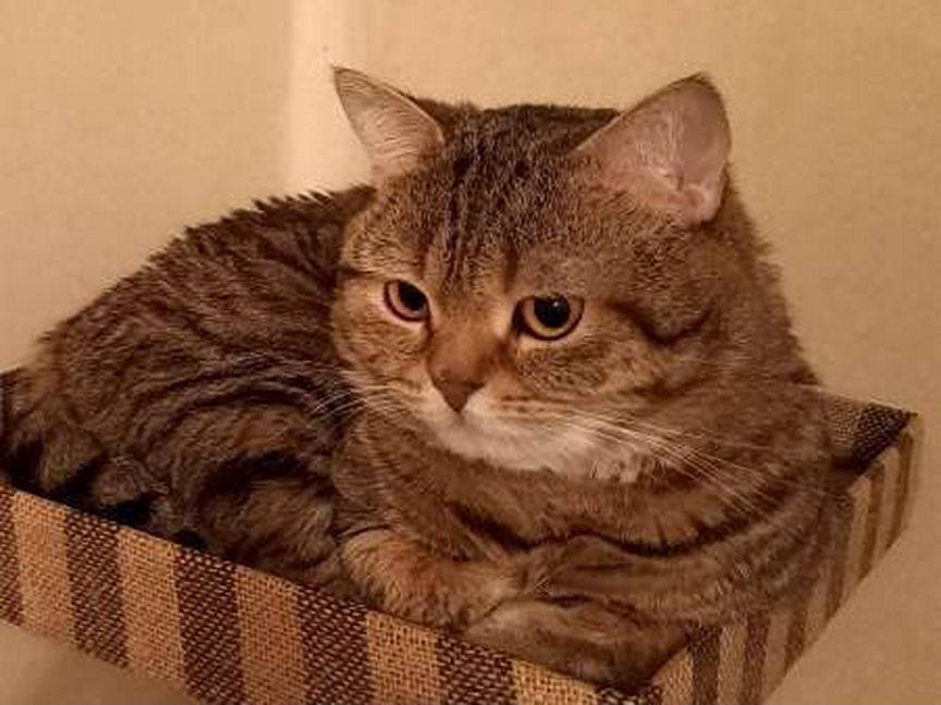 Шотландский кот вязка