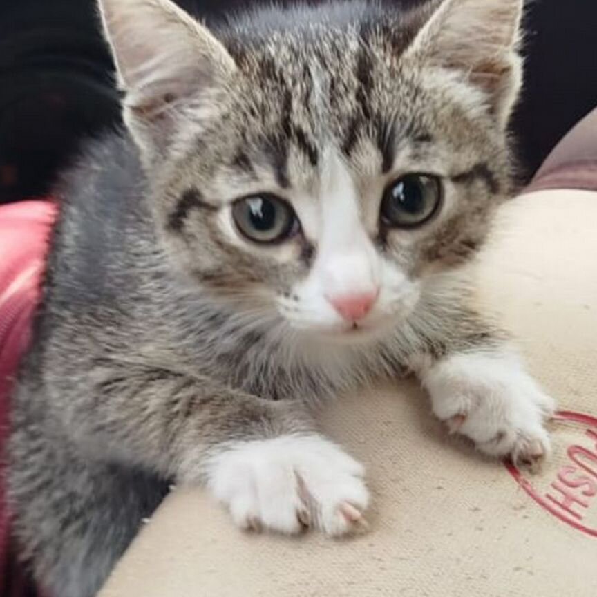 Котëнок Манечка