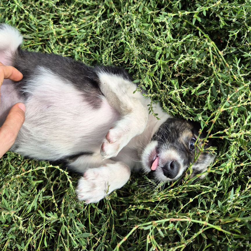 Щенок в добрые руки