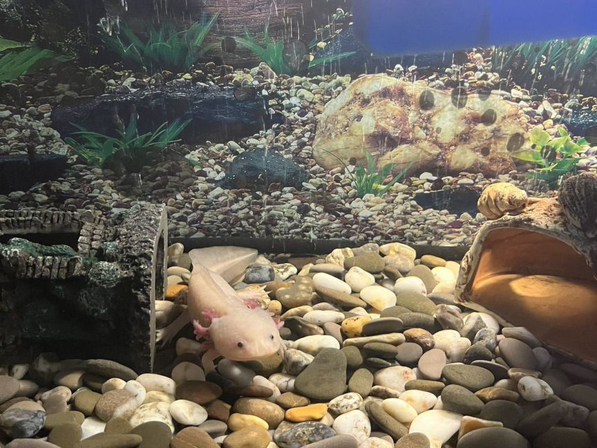 Аксолотль с аквариумом