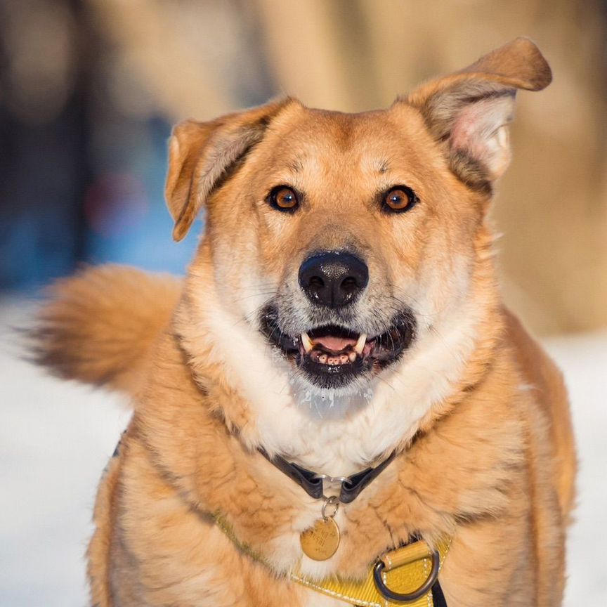 Взрослый пёс в добрые руки