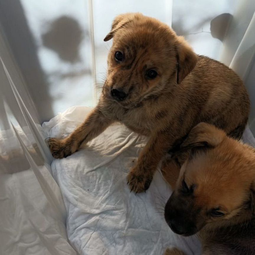 Щенок в добрые руки бесплатно