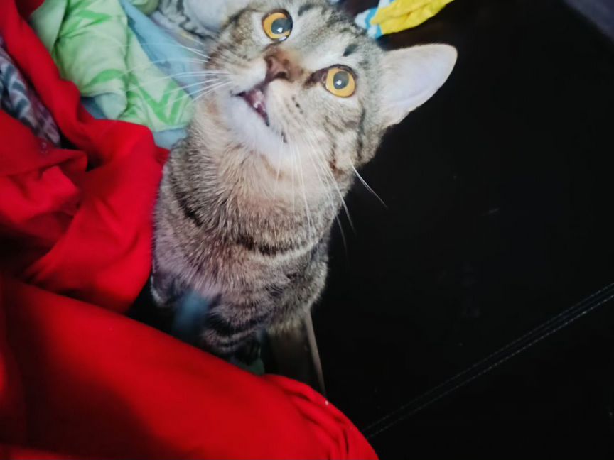 Кот