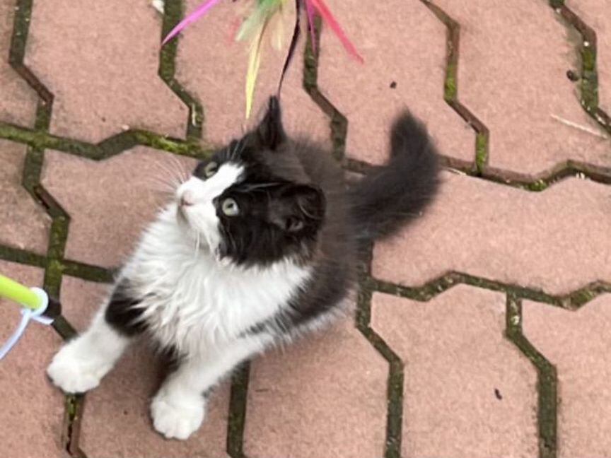 Милые котятки ищют дом.(им 2-3мес.)