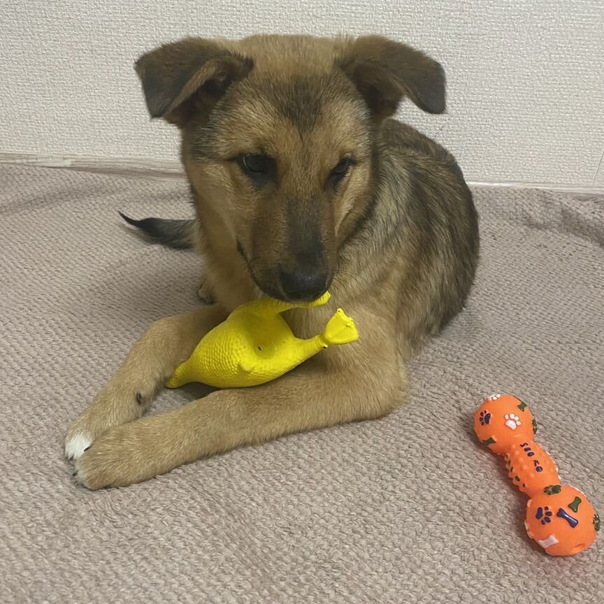 Бедняга щенок в добрые руки