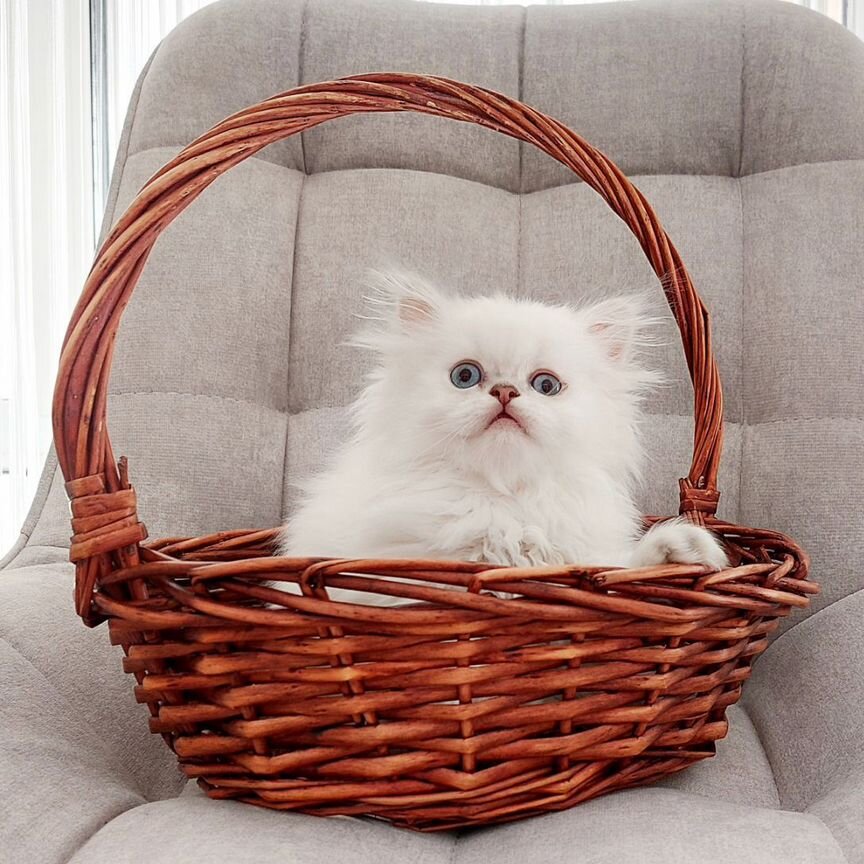 Шотландские котята серебристая шиншилла