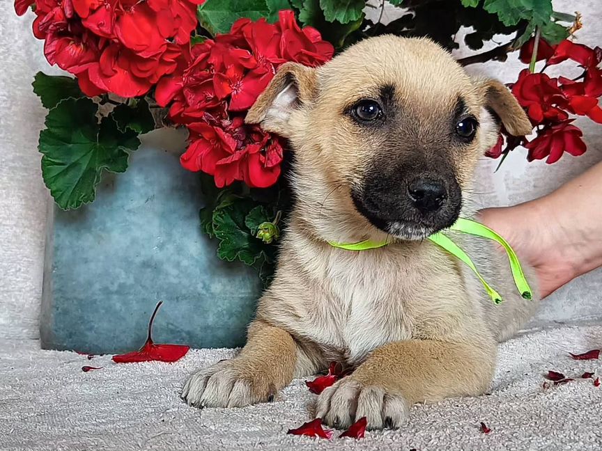 Маленький Щенок ищет дом