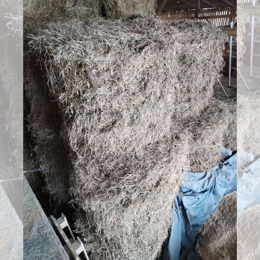 Продам сено в рулонах разнотравье