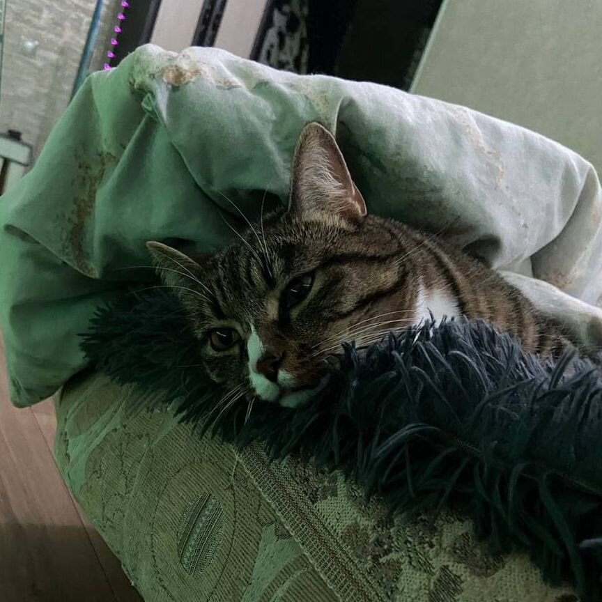 Взрослый кот в добрые руки