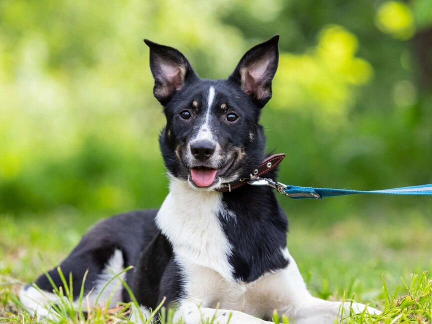 Милая девочка ищет дом в добрые руки