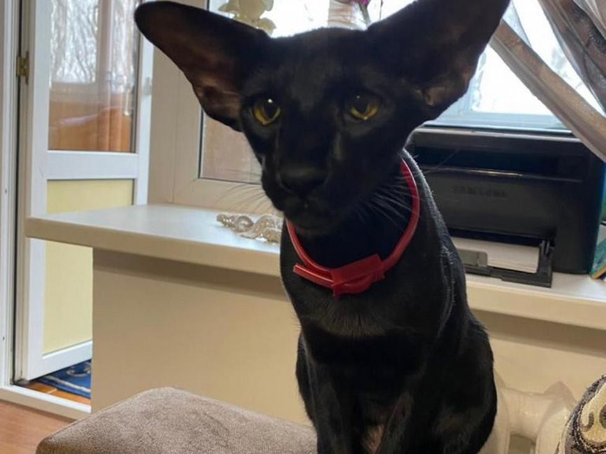 Потерялся кот полагается вознаграждение