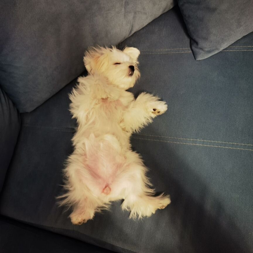 Мальтийская болонка (Мальтезе) девочка