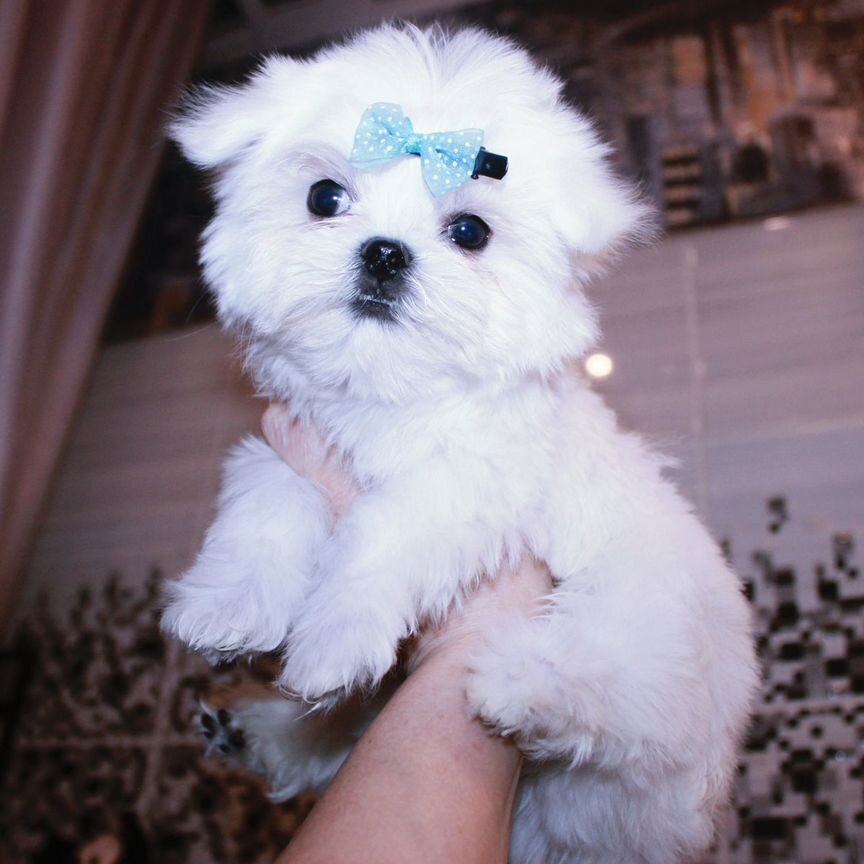 Мальтийская болонка, щенок