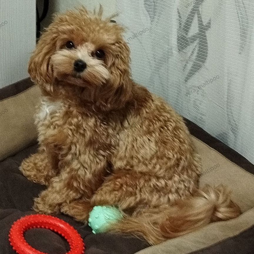 Мальтипу, щенок