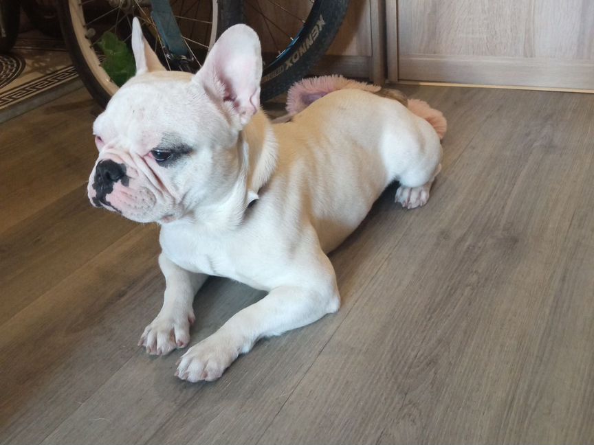 Французский бульдог