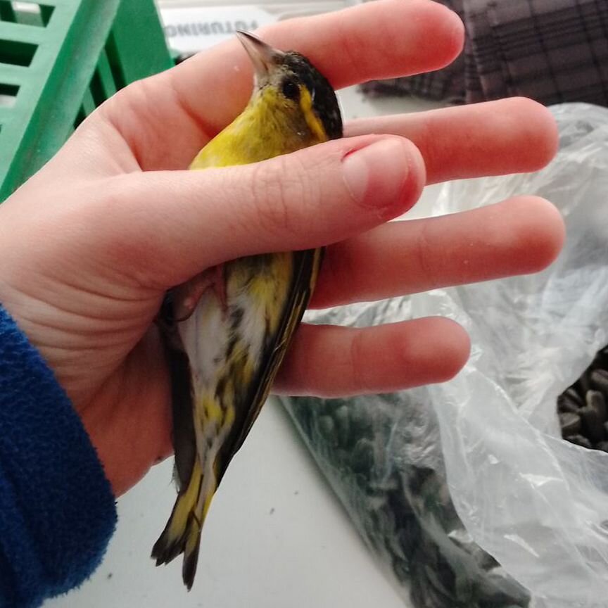 Различные певчие птицы