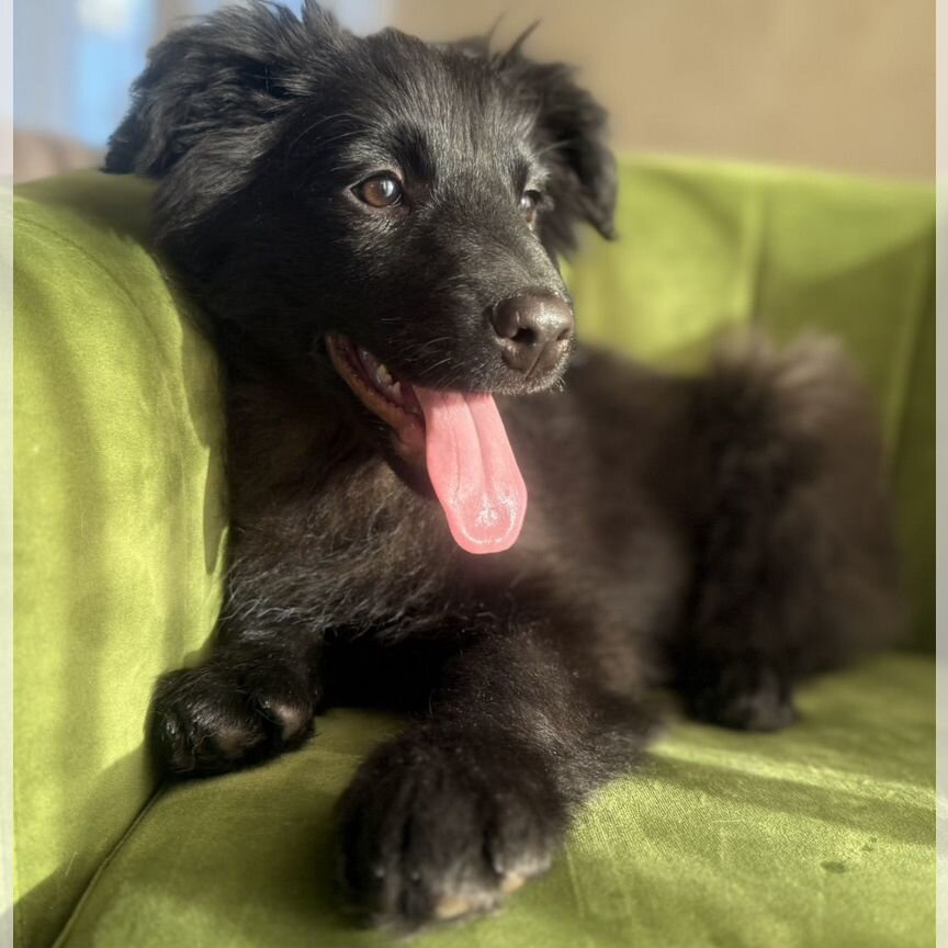 Щенок в добрые руки