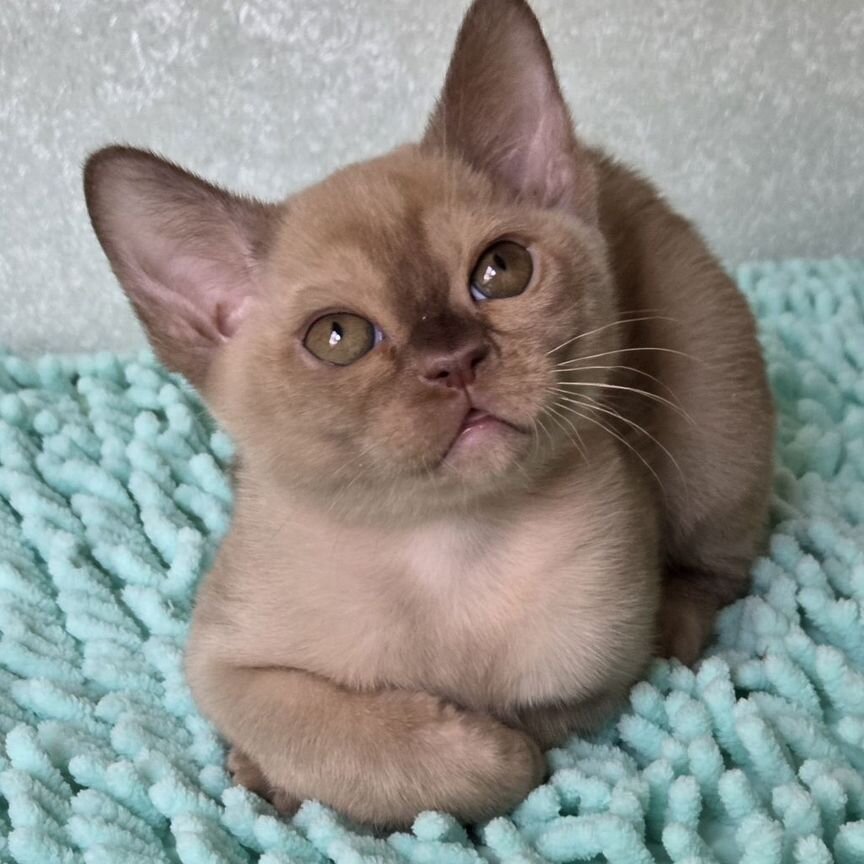 Европейский бурманский котёнок