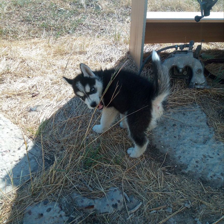 Щенок хаски