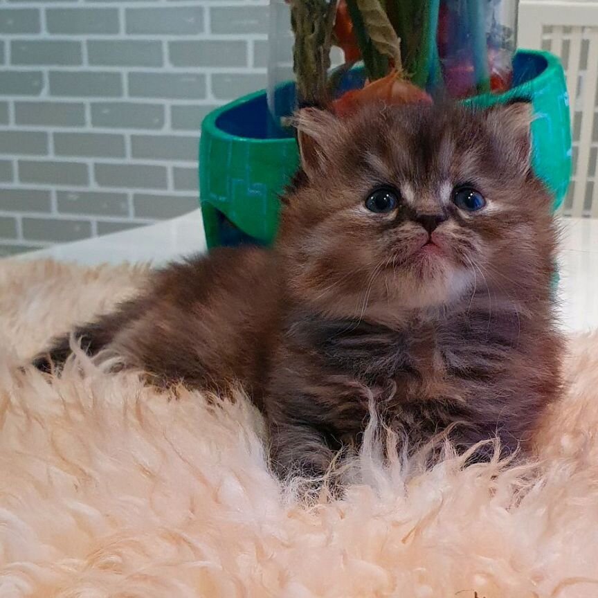 Сибирские котята
