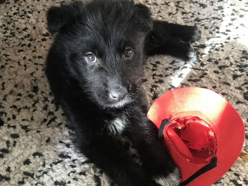 Черри только в самые добрые ручки