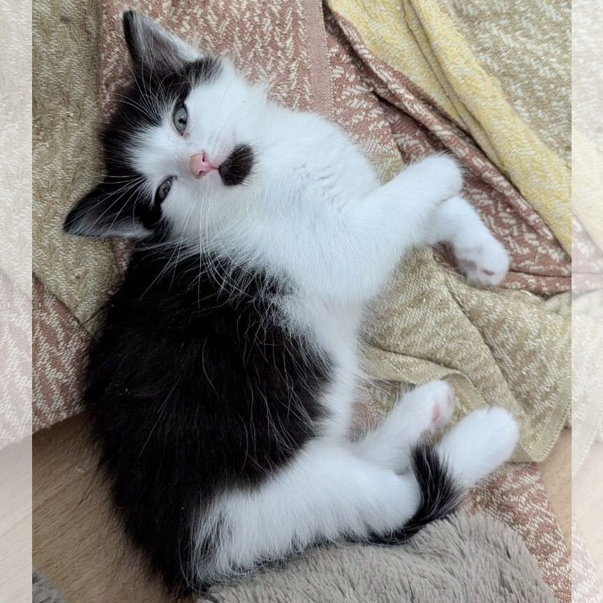 Котёнок в добрые руки