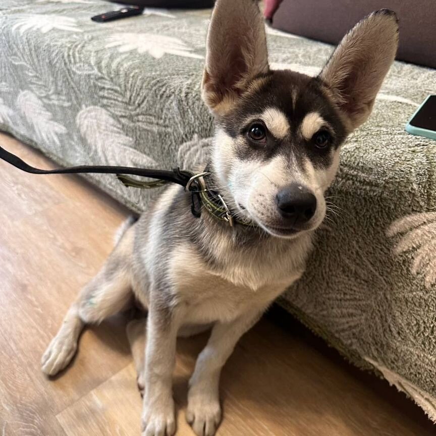 Сибирский хаски метис