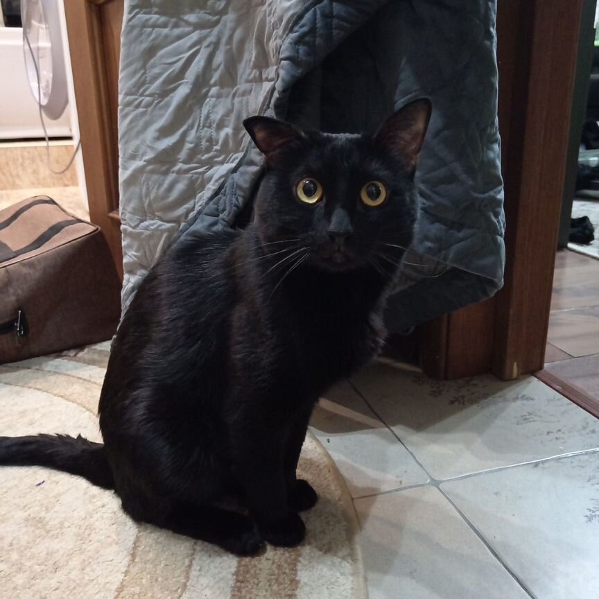 Кот на вязку