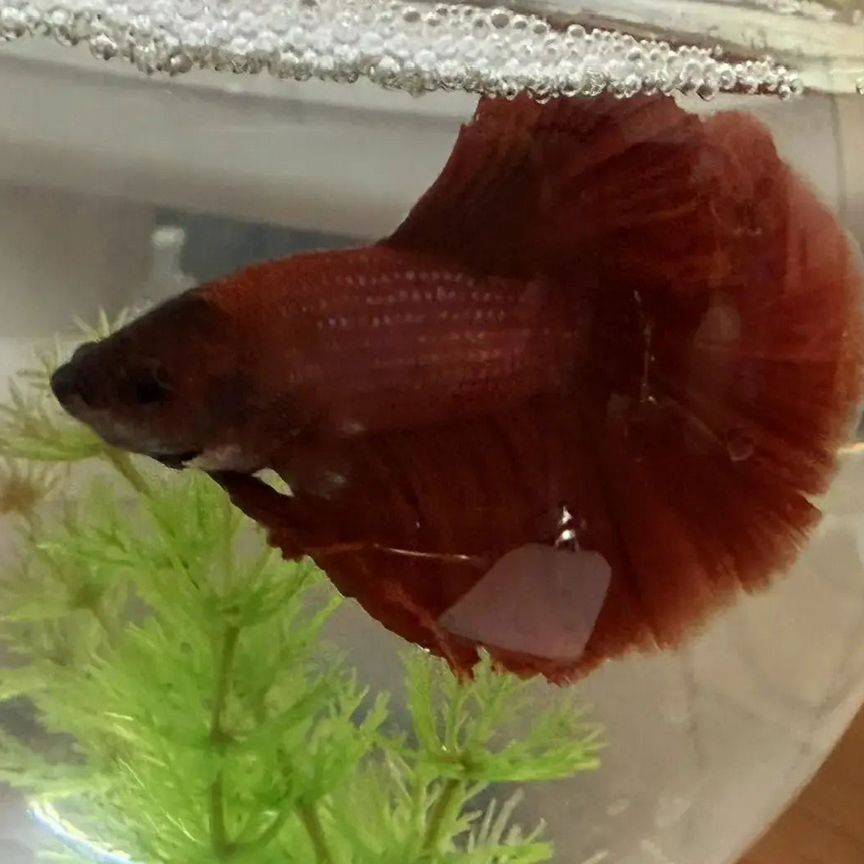 Аквариумные рыбки петушок