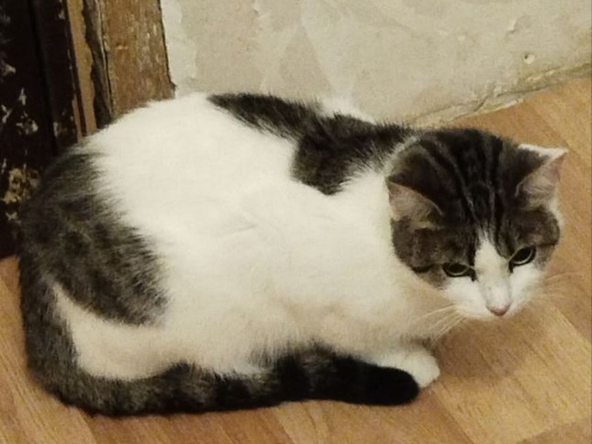Кошки в добрые руки бесплатно