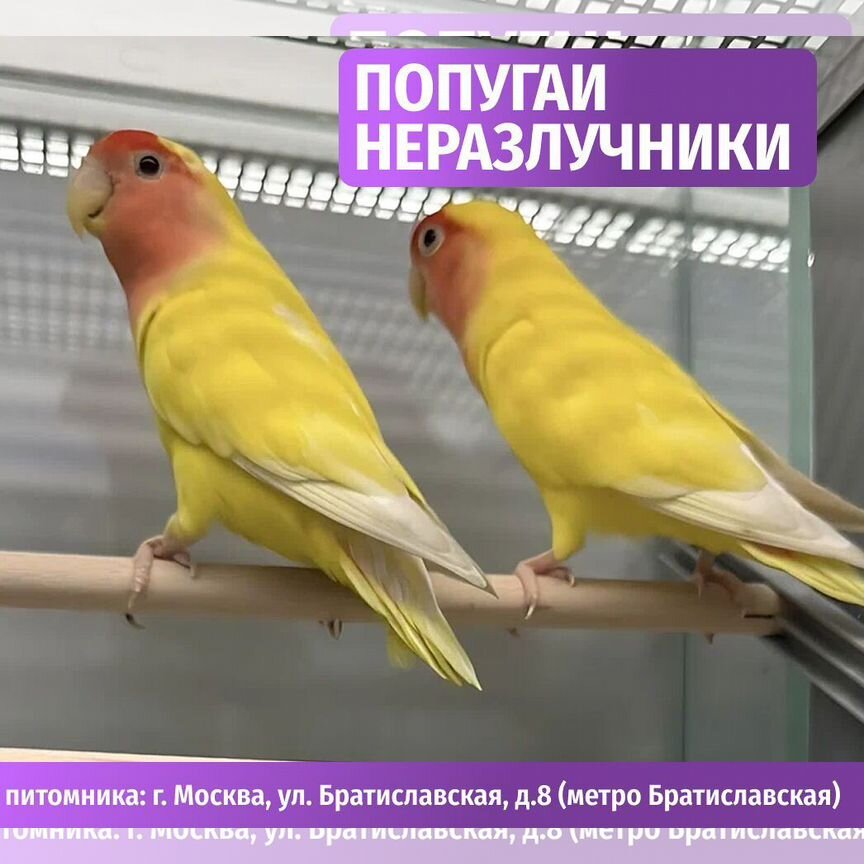 Попугай Неразлучник