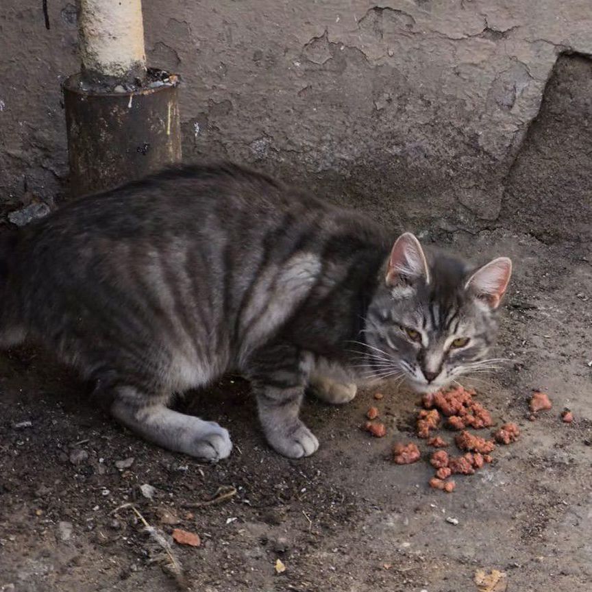 Кот потеряшка