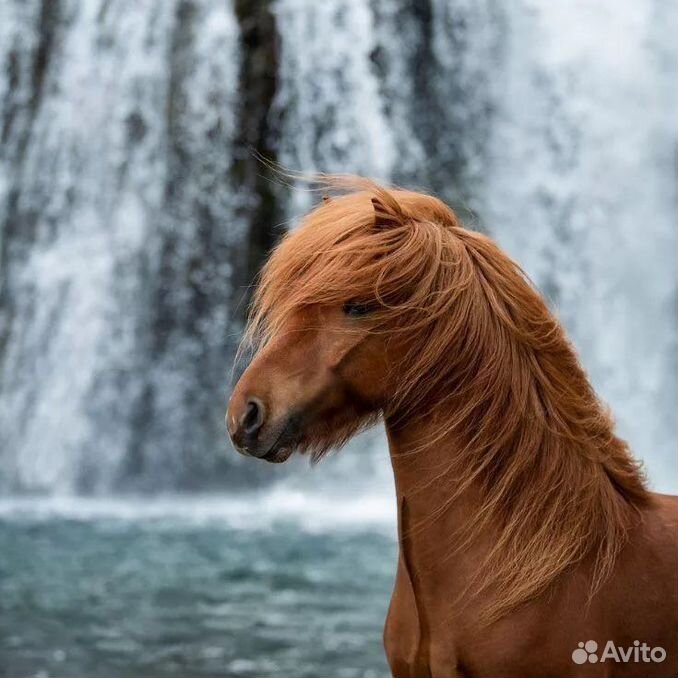Купл ю лошадь