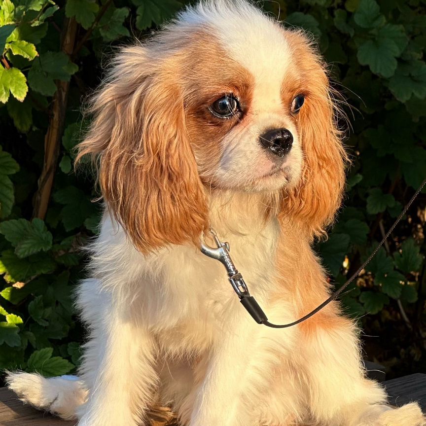 Кавалер кинг чарльз спаниель Левушка