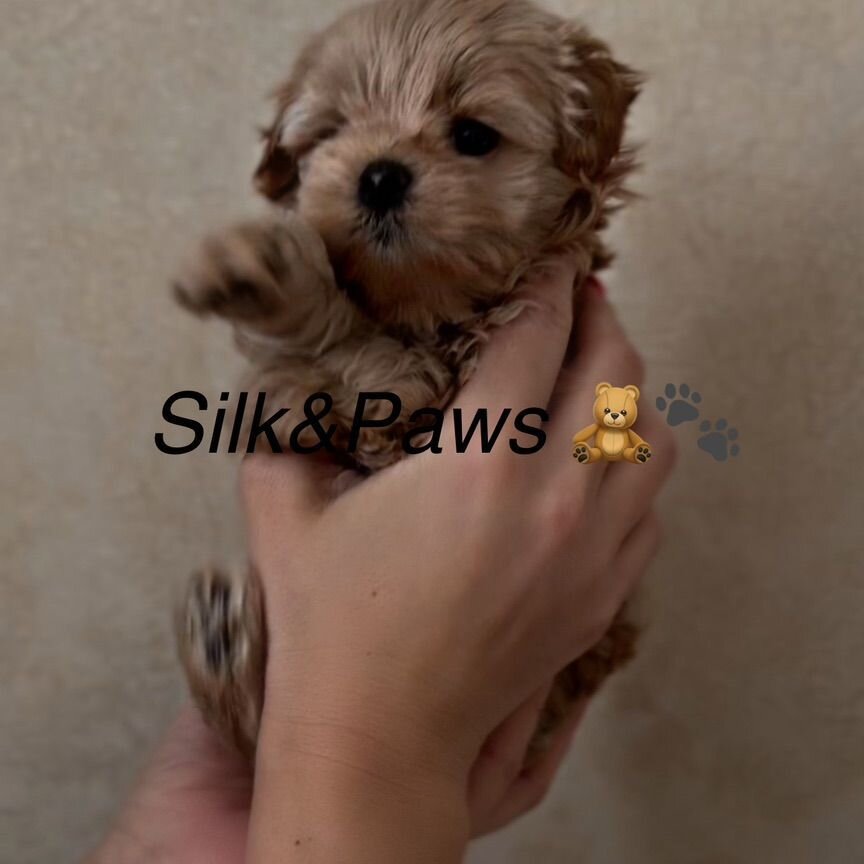 Maltipoo мальчик мальтипу мини Китай, Корея