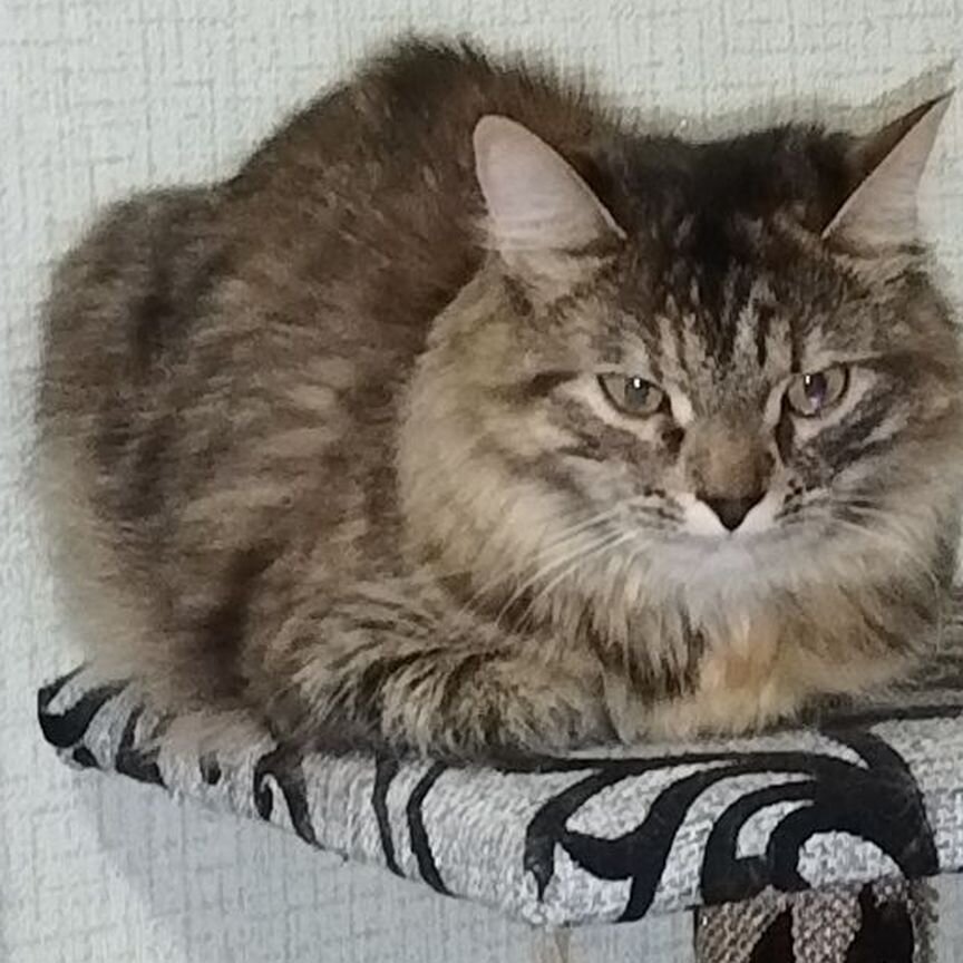 Отдам молодую кошку