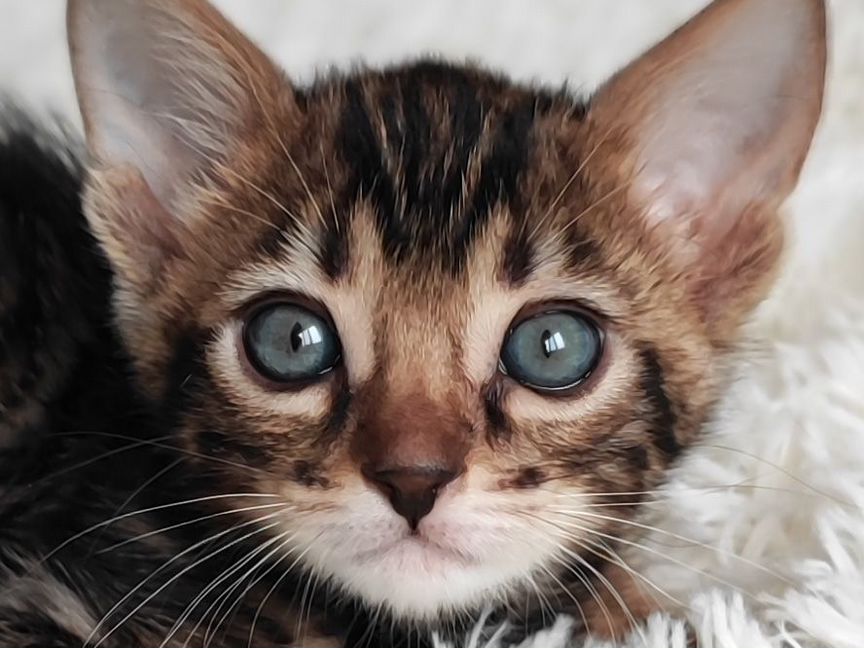 Бенгальские клубные котята