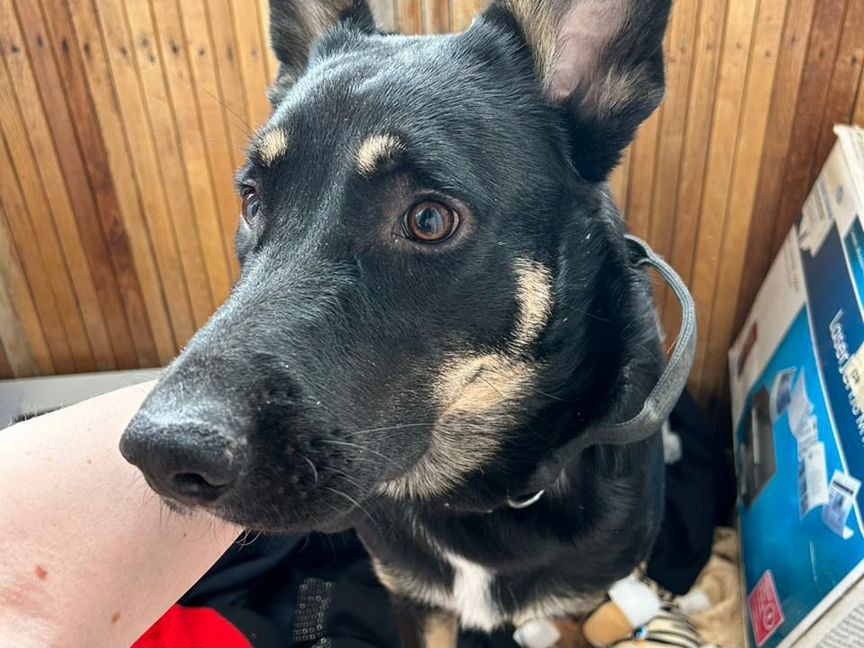 Собака в добрые руки отдам бесплатно