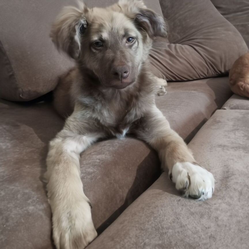 Щенок в добрые руки