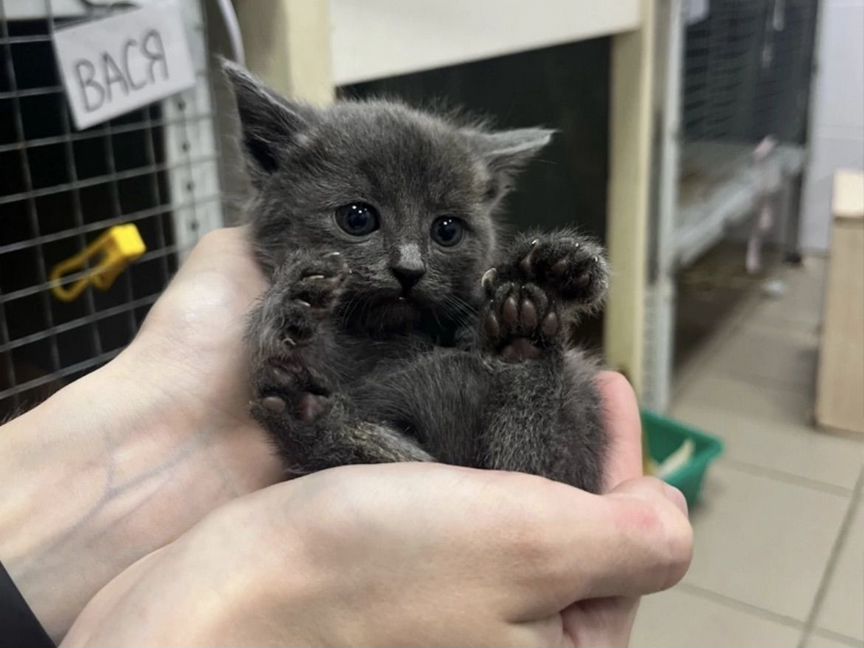 Дымчатая серая девочка котенок в добрые руки
