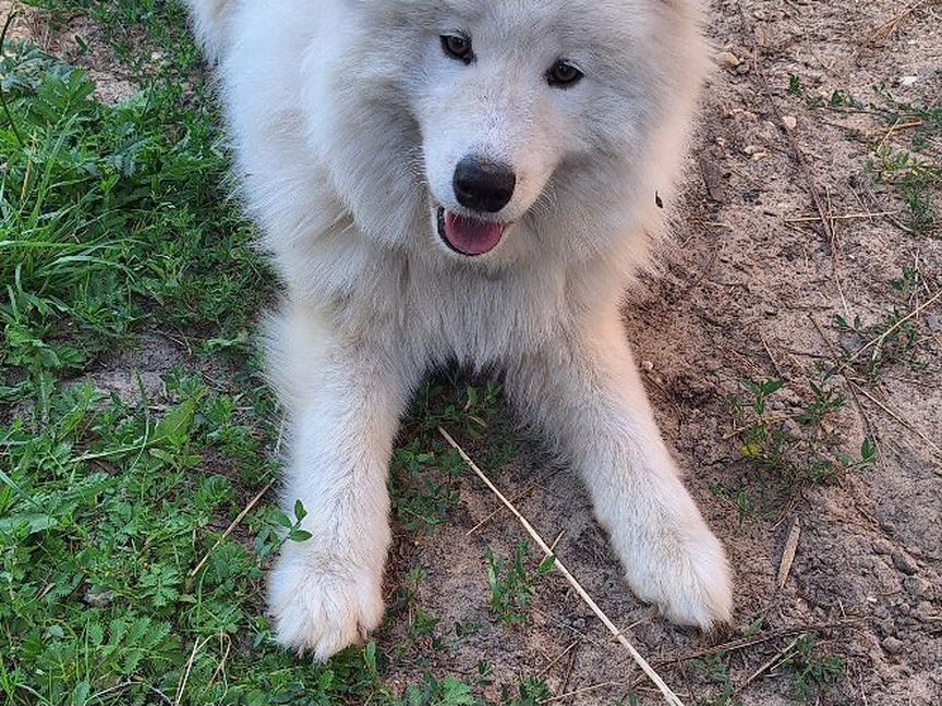 Самоедская лайка