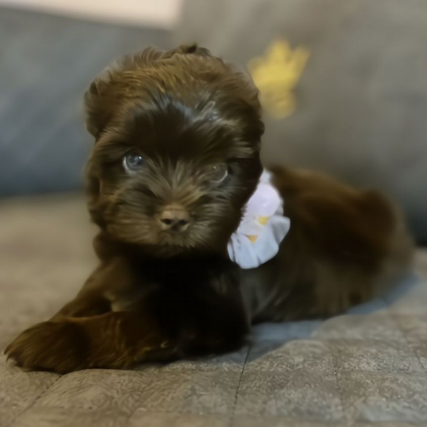 Йоркширский терьер, щенок